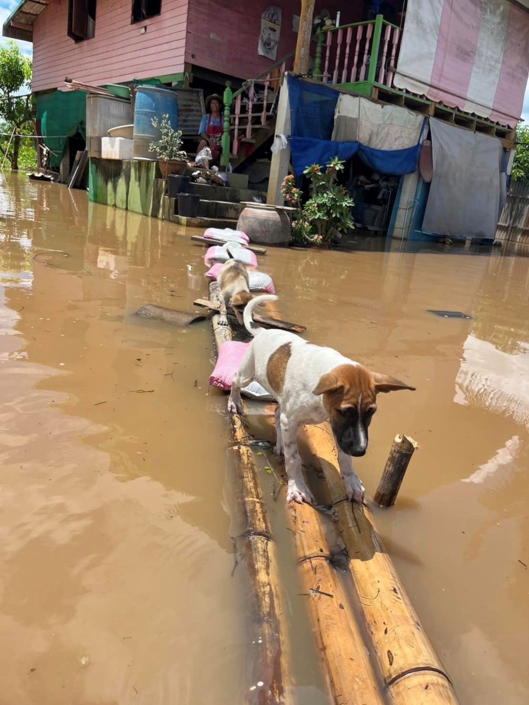 ผู้หญิง - มูลนิธิพิทักษ์สัตว์แห่งโลก (ประเทศไทย) ชวนร่วมบริจาค กองทุน ...