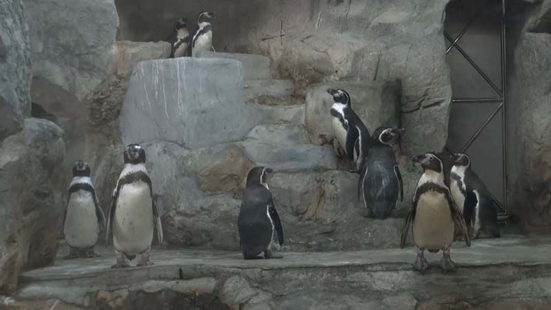 ข่าว Like สาระ - Zoo New Normal! แห่จองเที่ยวชม‘สวนสัตว์สงขลา’ทะลุ 6 ...