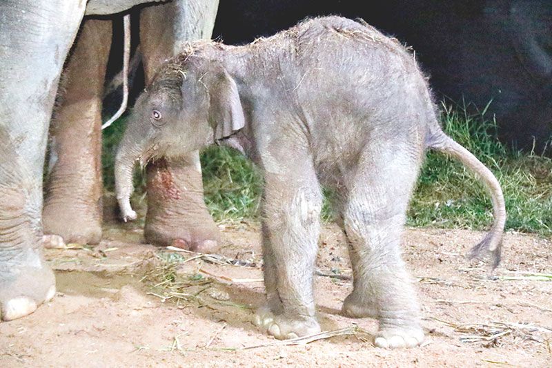 ข่าว Like สาระ - สวนนงนุชพัทยา จัดพิธีรับขวัญลูกช้าง'พลายชาย' เชือกที่2 ...