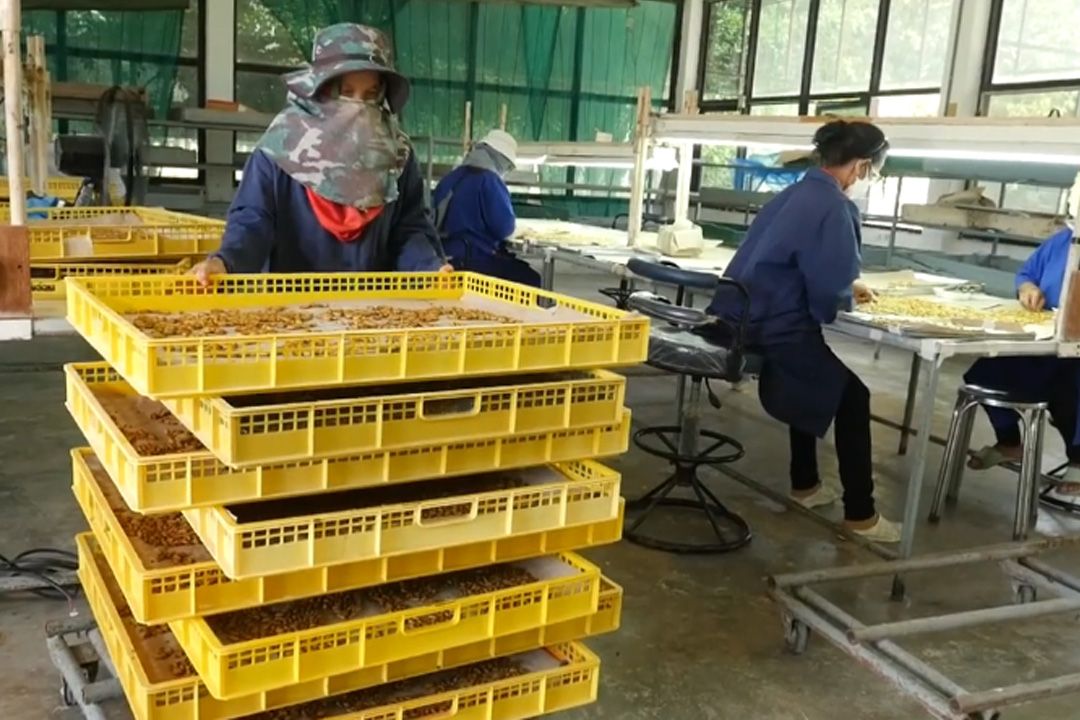 ในประเทศ - โครงการผลิตไข่ไหมพันธุ์ดีระบบ Seed Production Area
