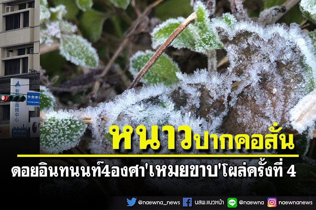 หนาวมาก! ดอยอินทนนท์ 4 องศา ‘เหมยขาบ’ อวดความงามครั้งที่ 4 | SootinClaimon.Com